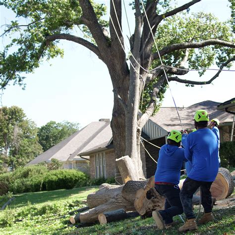 Expert Tree Removal Services | Safety & Professional Arborists